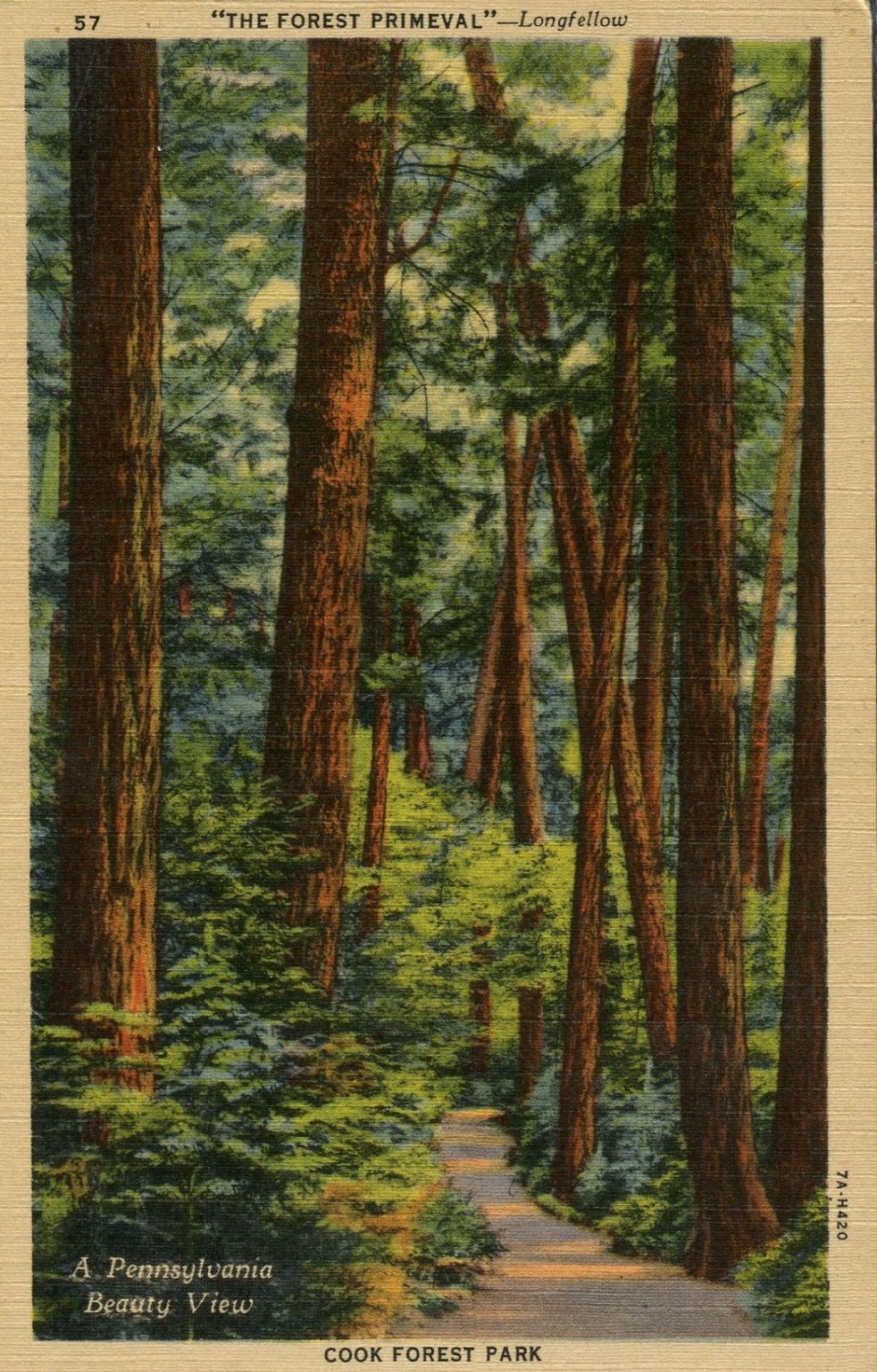 Cooks Forest State Park | Postcard History