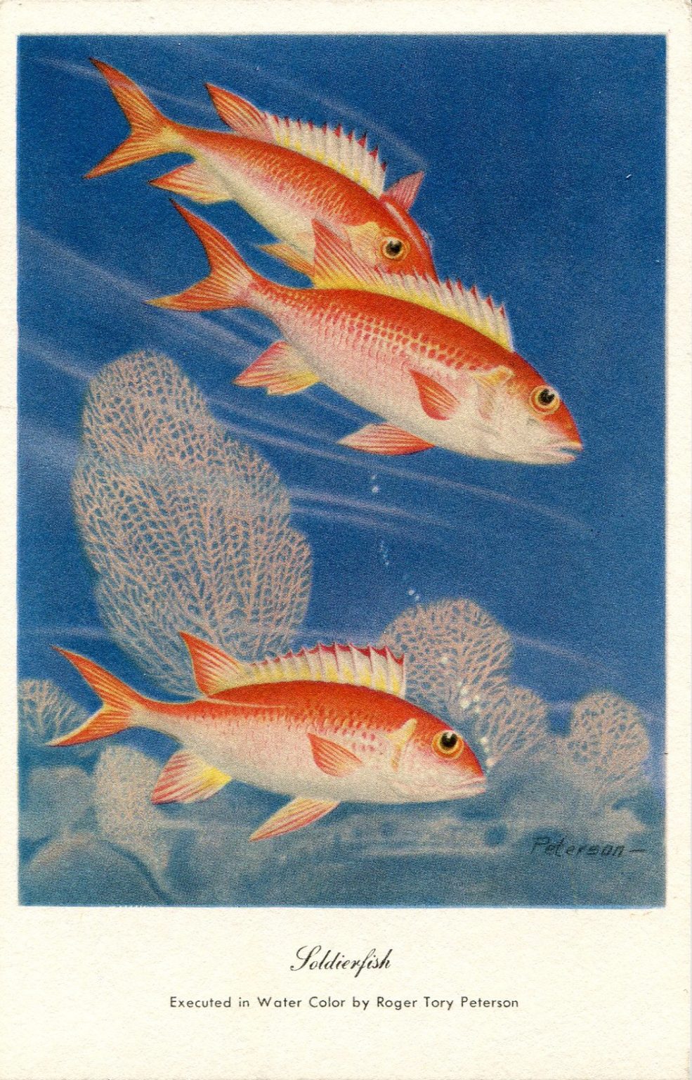 soldier fish | Postcard History
