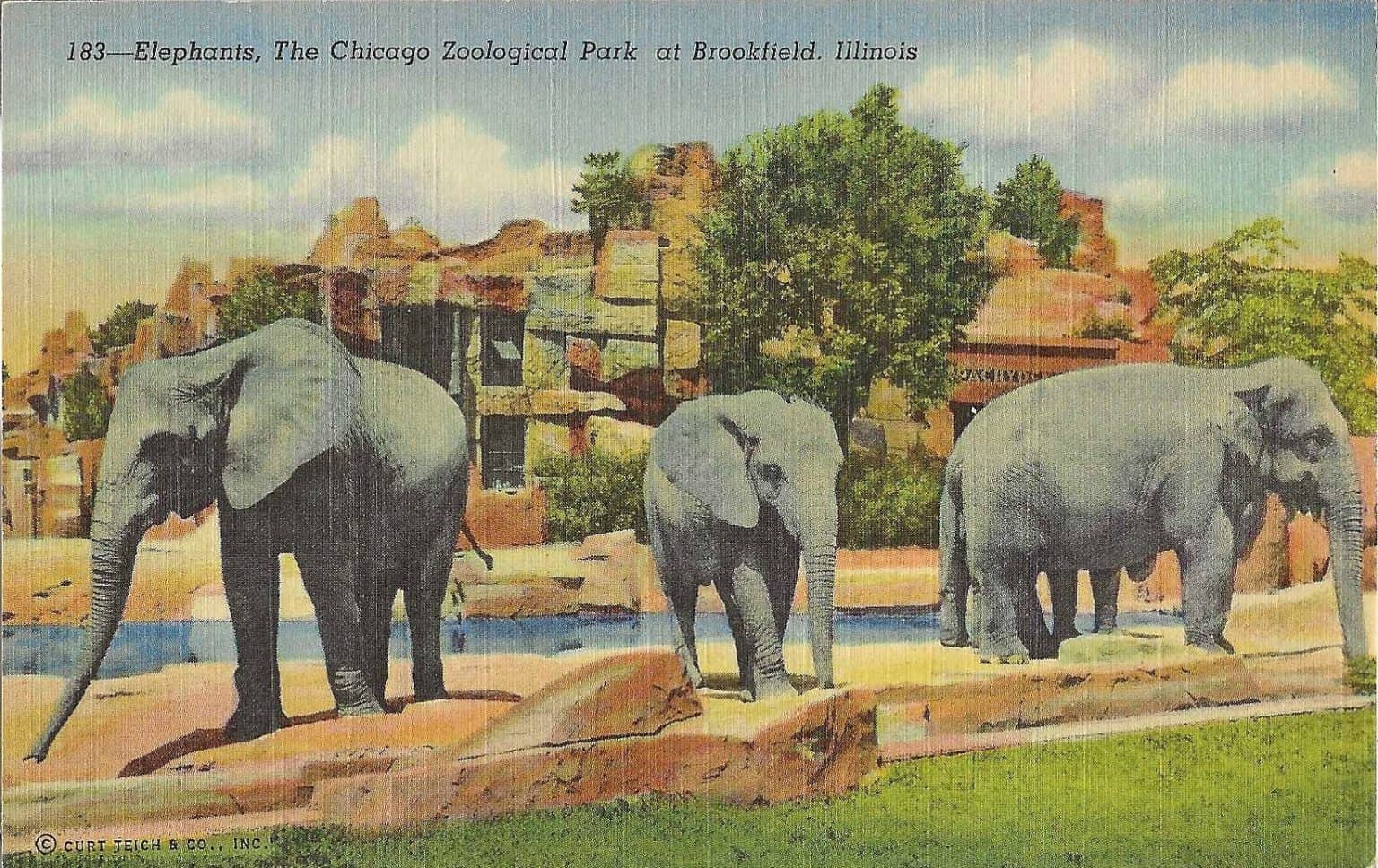 elephants | Postcard History