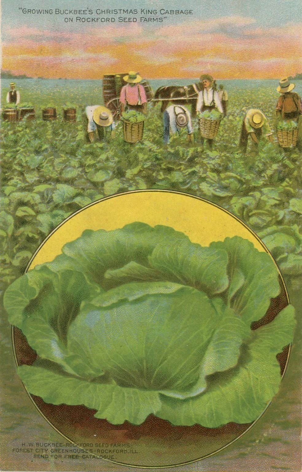 Buckbee king cabbage | Postcard History