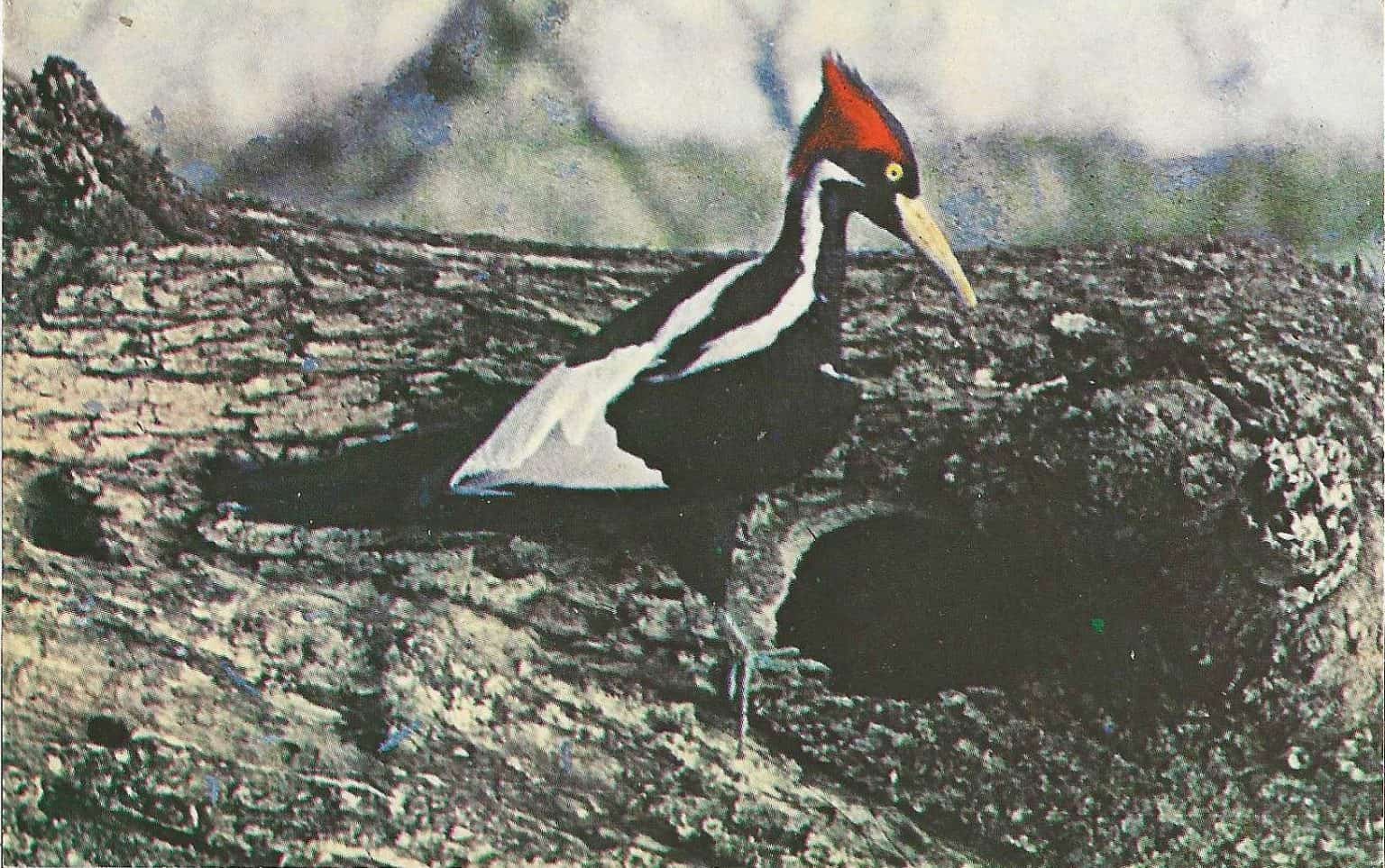 Feature | Postcard History