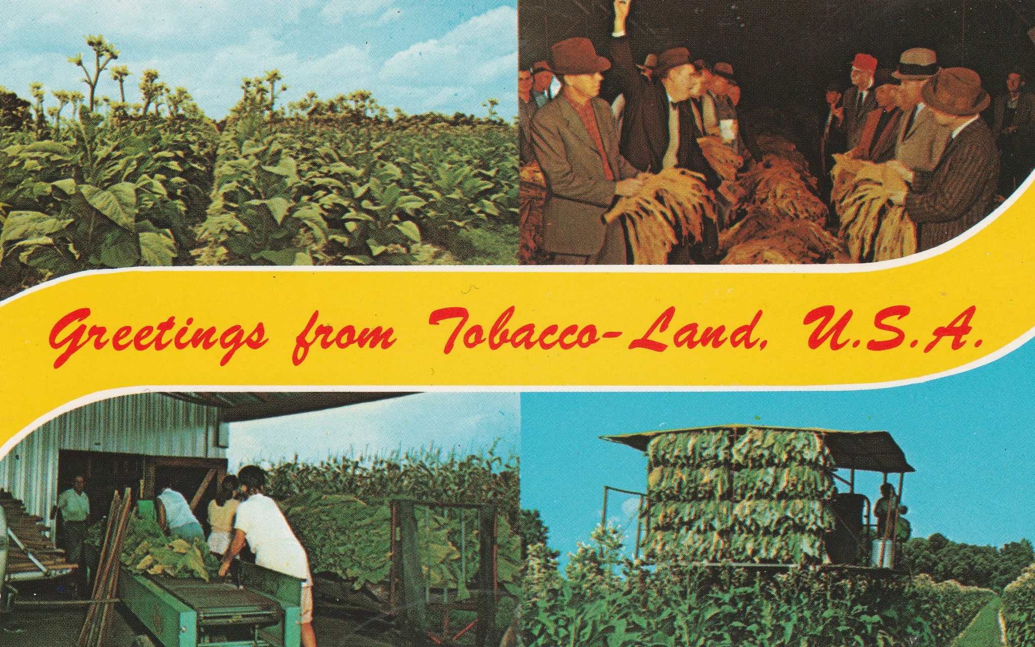Greetings From Tobacco-Land | Postcard History