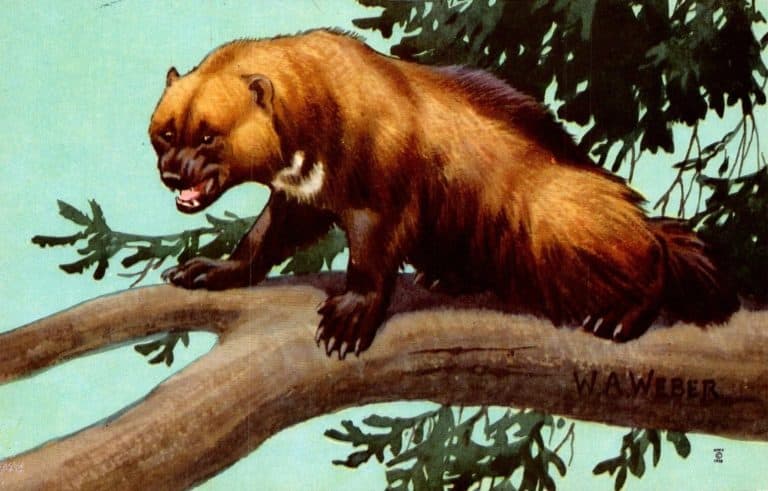 Home | Postcard History