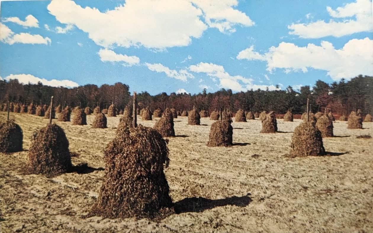 peanuts | Postcard History